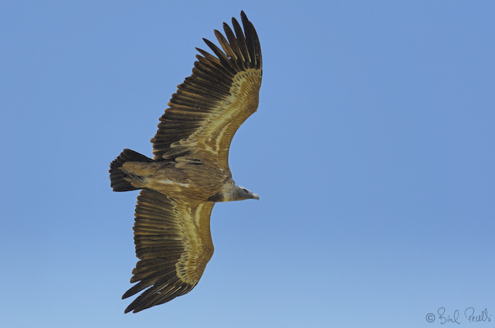 Voltor at emaze Presentation